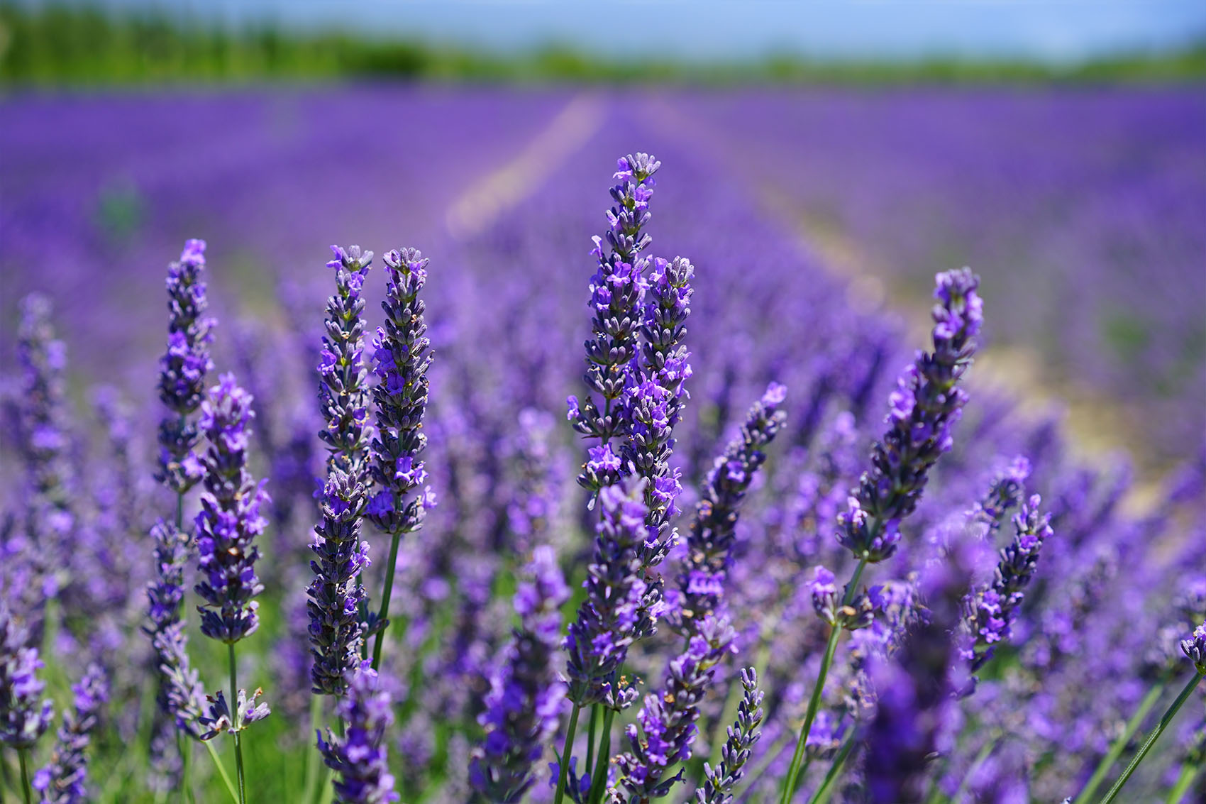 Lavanda, planta para las cenizas de tu ser querido - Recordarium