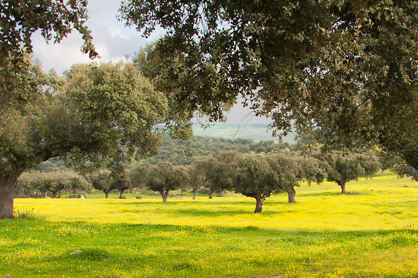 La encina, un bien cultural de España para tus seres - Recordarium