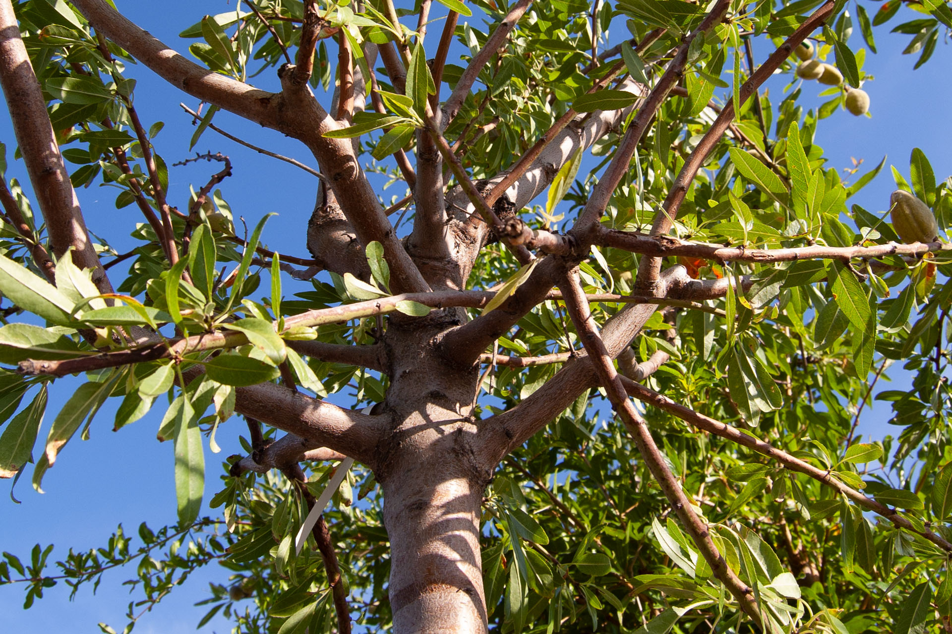 El almendro para que tus seres queridos descansen en paz - Recordarium