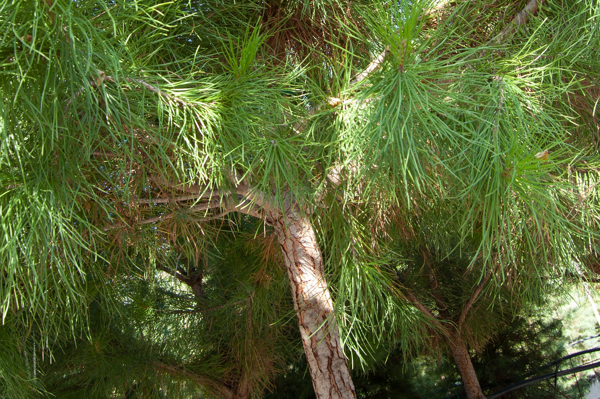 Tu familiar descansará sobre un precioso pino piñonero - Recordarium